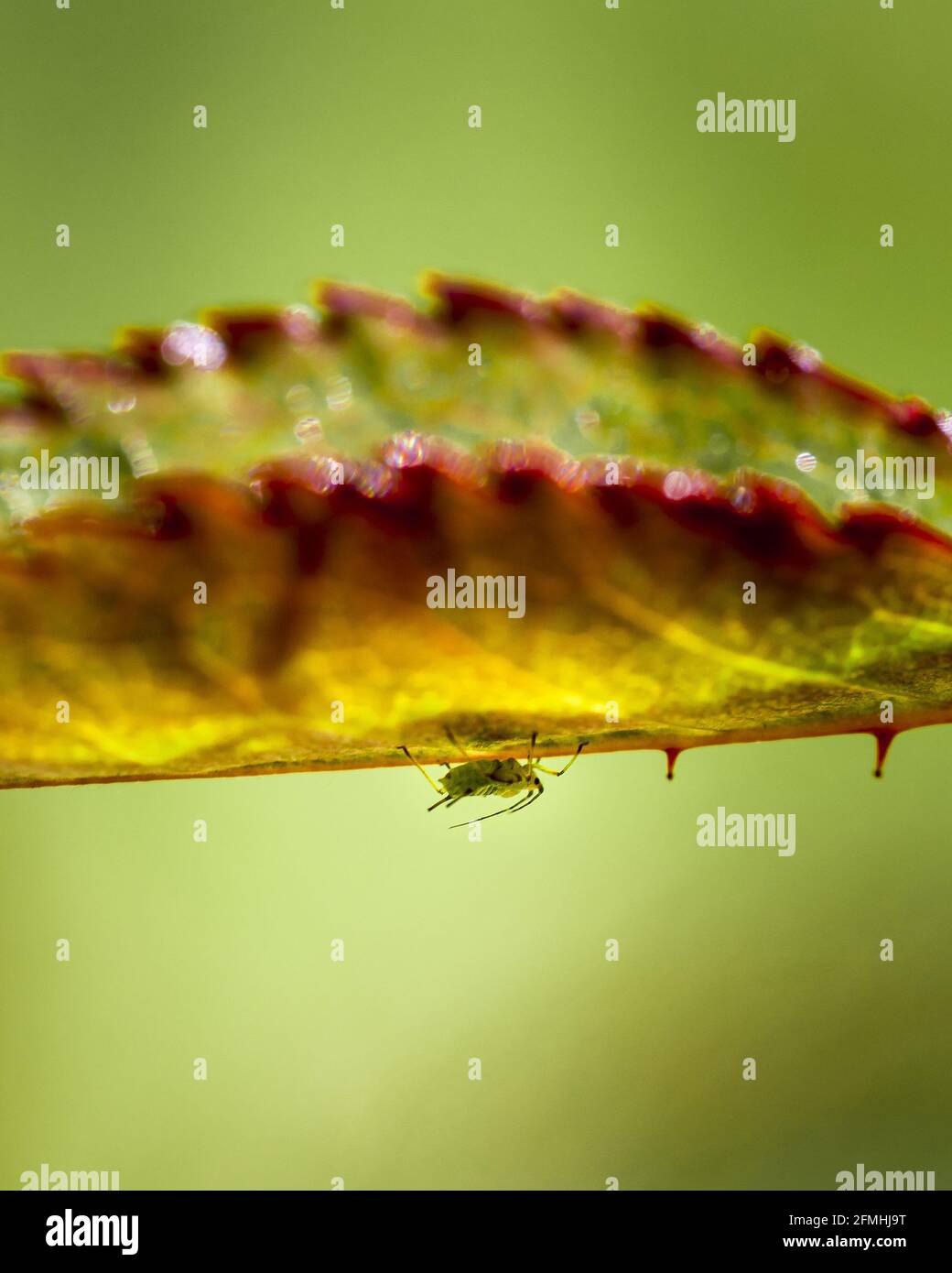 A macro shot of a green Aphid sap-sucking insect walking on a green ...