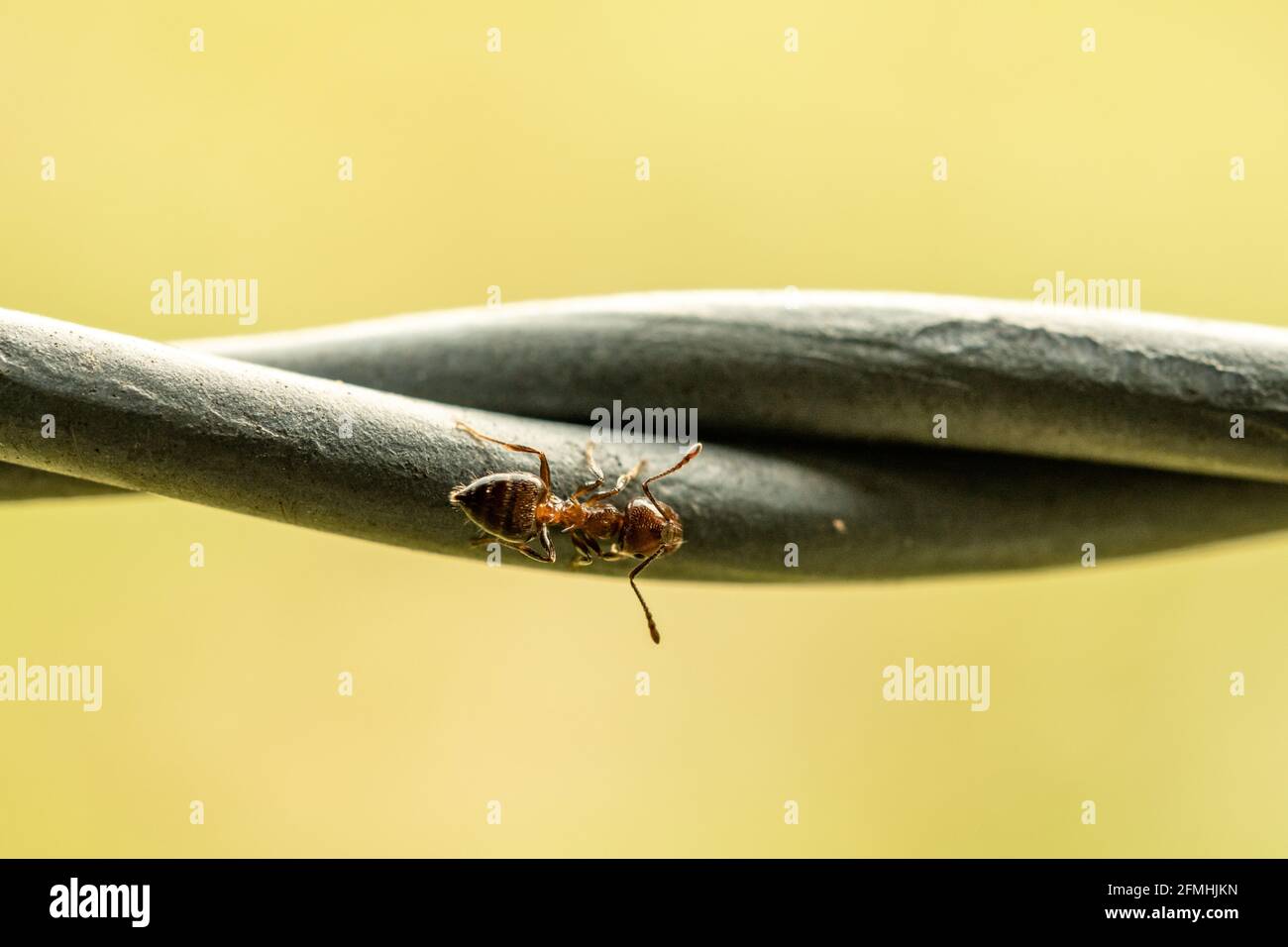 Single Ant Clings to Side of Wire with blurry green background Stock ...