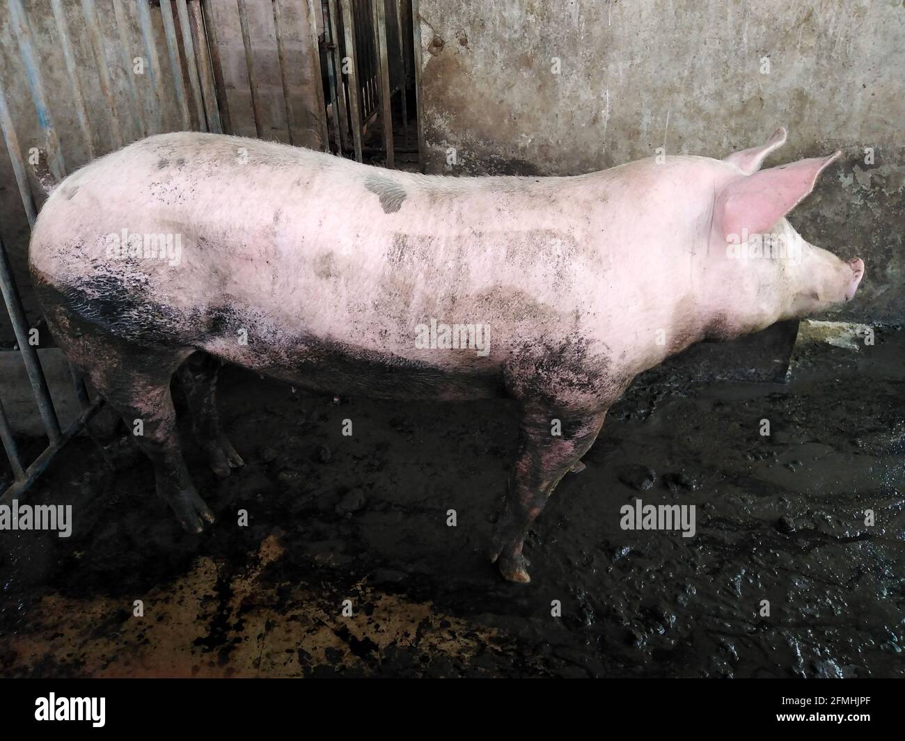 Pig farms hi-res stock photography and images - Alamy