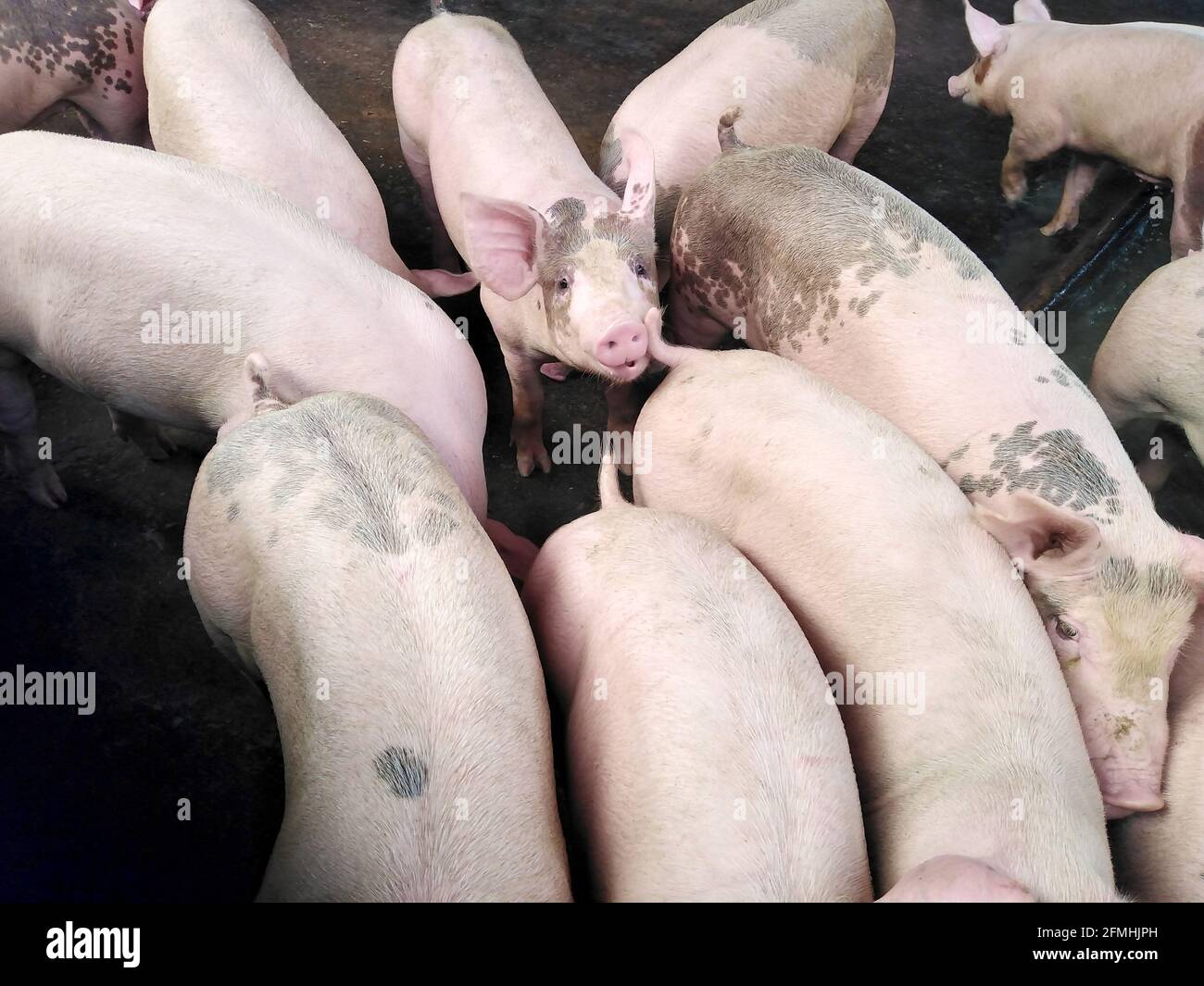 Pig Farms High Resolution Stock Photography and Images - Alamy
