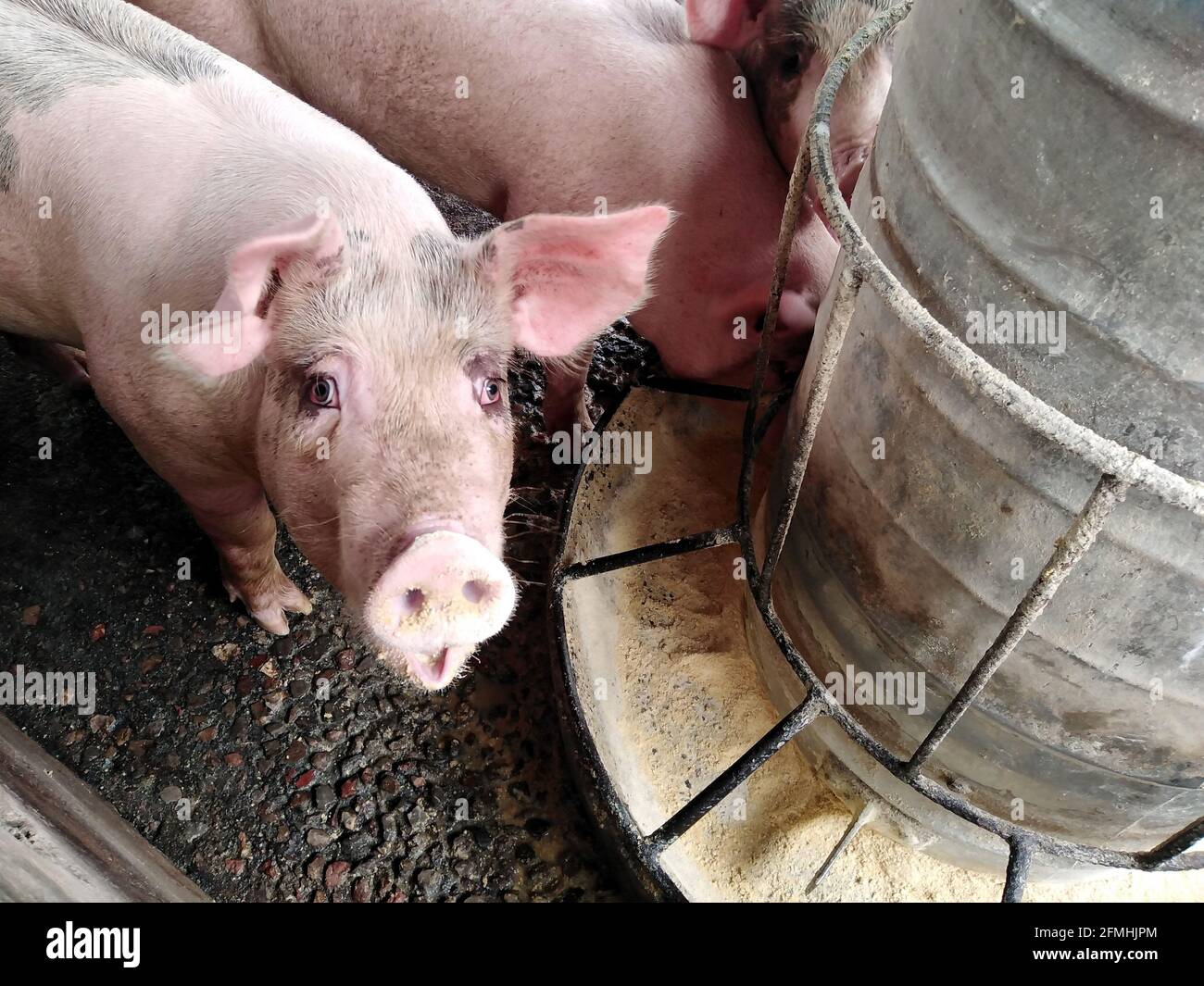 Pig farms hi-res stock photography and images - Alamy