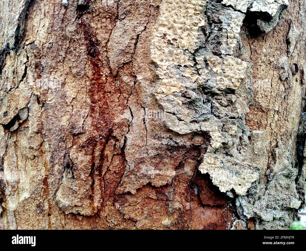 Wet bark hi-res stock photography and images - Alamy