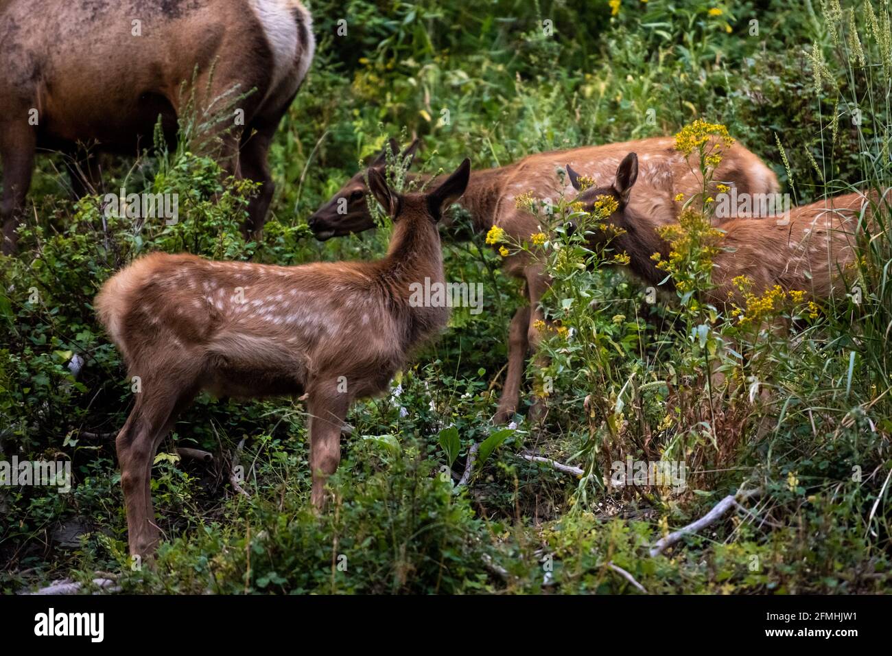 Spotted Elk Graze Along Mountain Slope in Yellowstone Stock Photo - Alamy