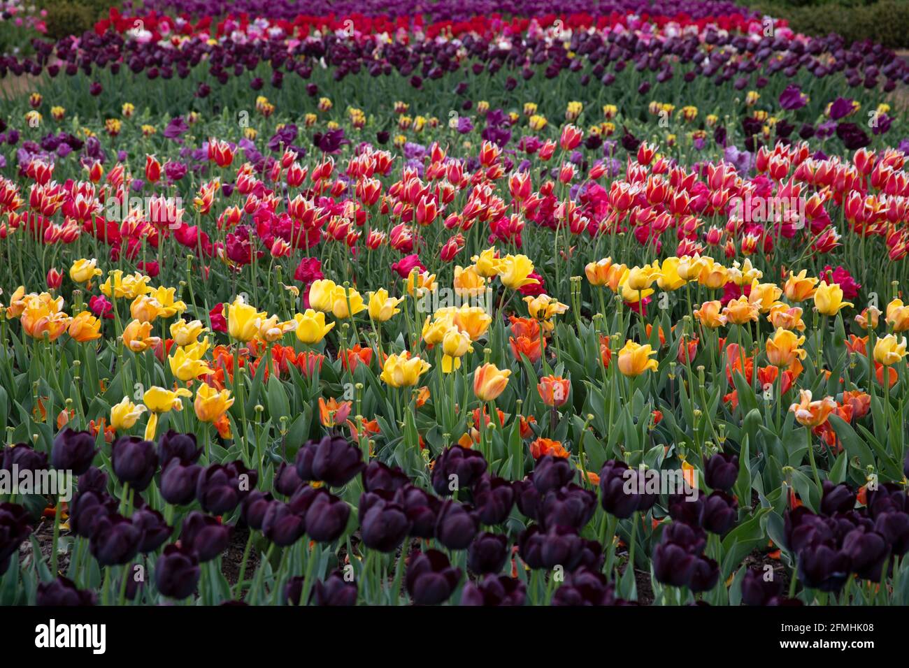 The hampton court palace tulip festival hi-res stock photography and ...