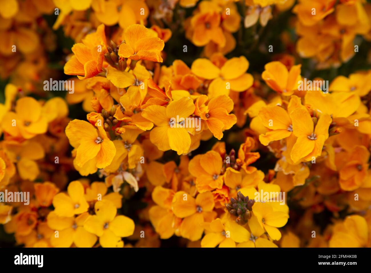Orange wallflowers - Erysimum - spring flowers, London, England UK ...