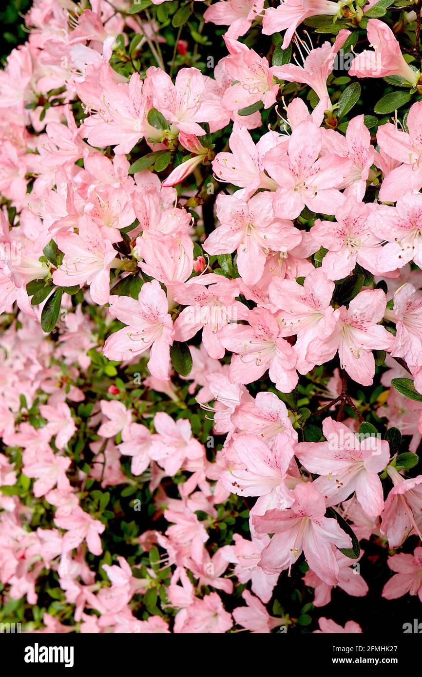 Azalea azuma kagami hi-res stock photography and images - Alamy