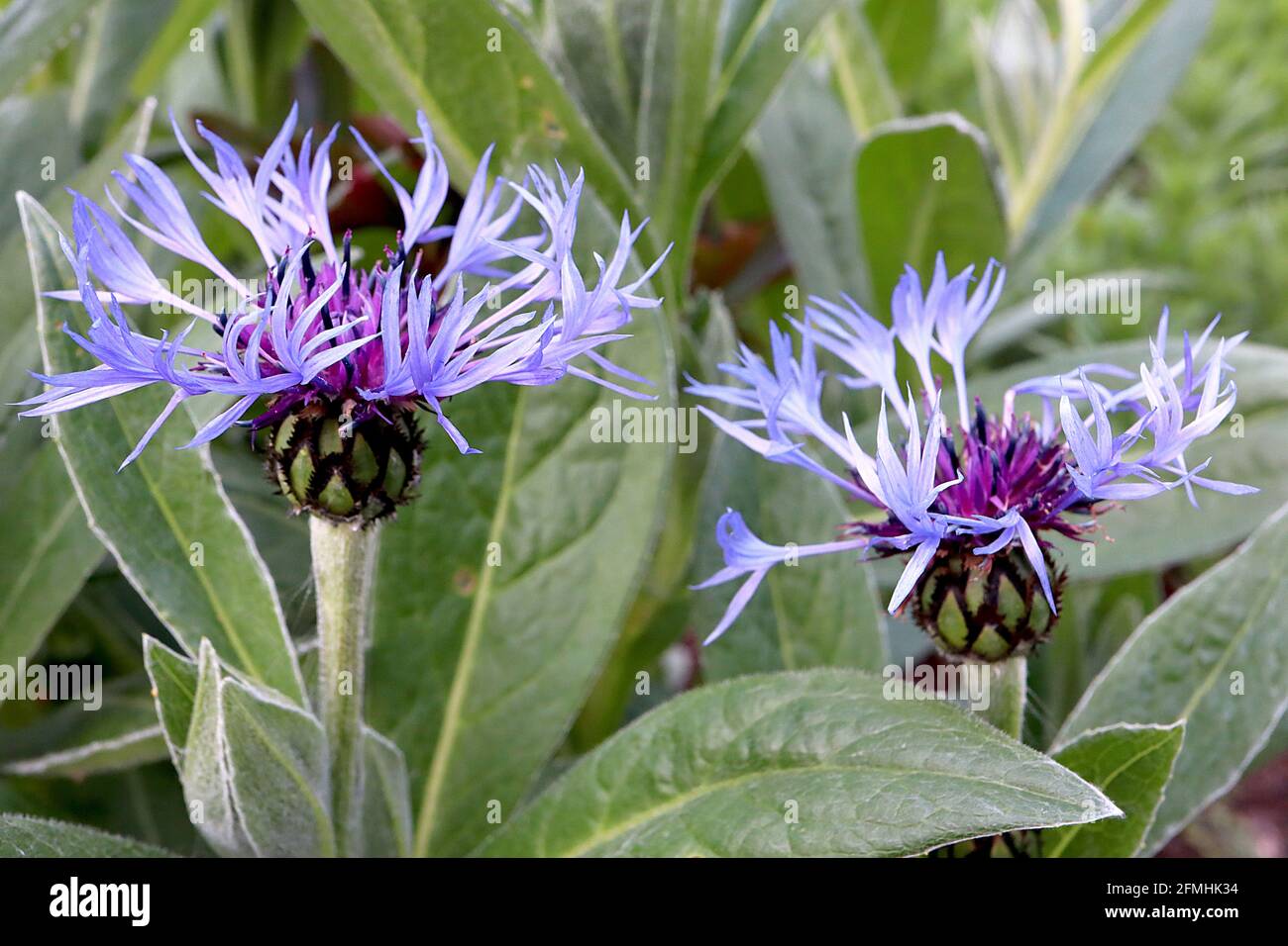 Centaurea Dealbata Foliage
