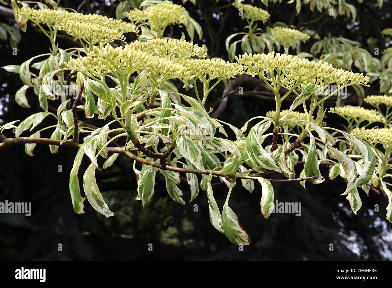 Cornus controversa Variegata Wedding cake tree – flowerbud clusters ...