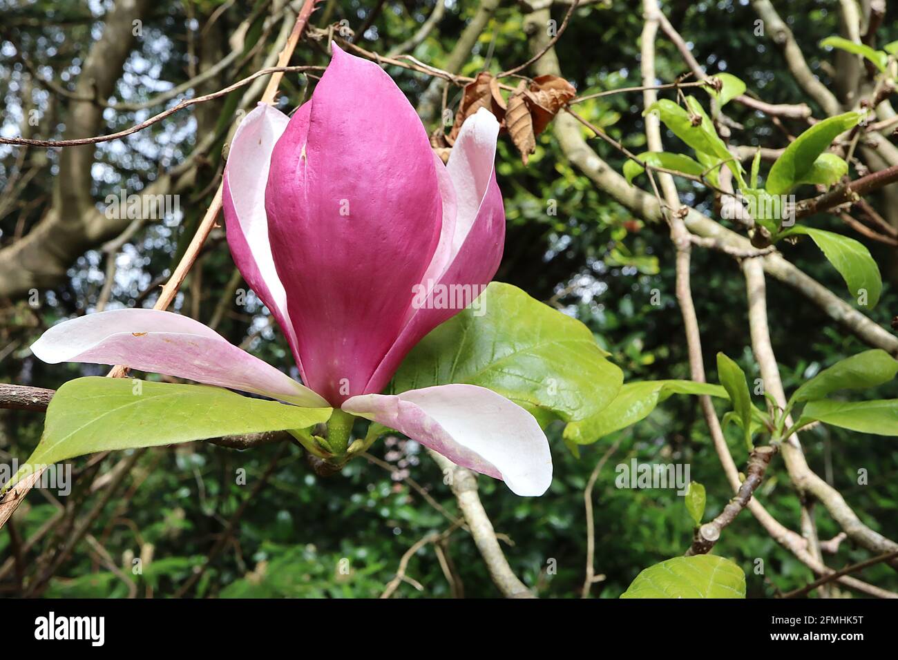 Magnolia x soulangeana ‘Rustica Rubra’ Saucer Magnolia Rustica Rubra ...