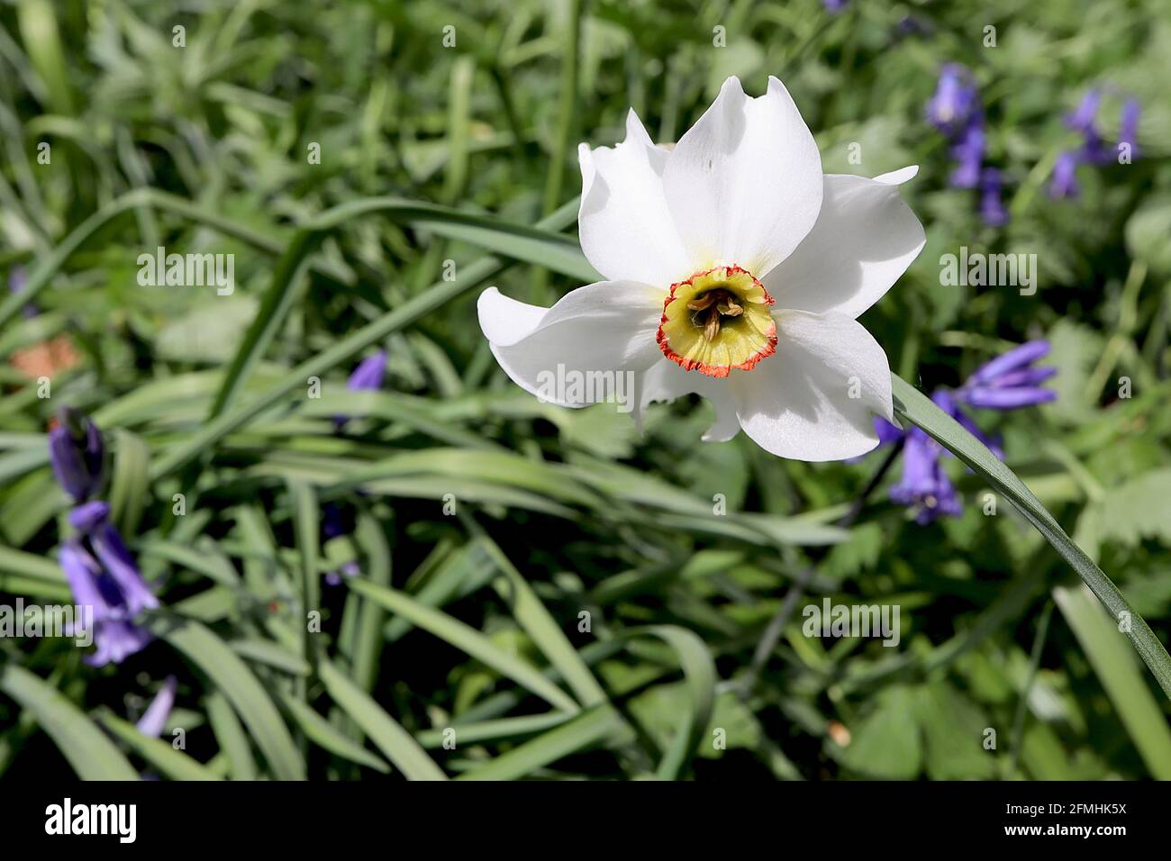 Narcissus / Daffodil Poeticus var. recurvus Division 13 Botanical Name ...
