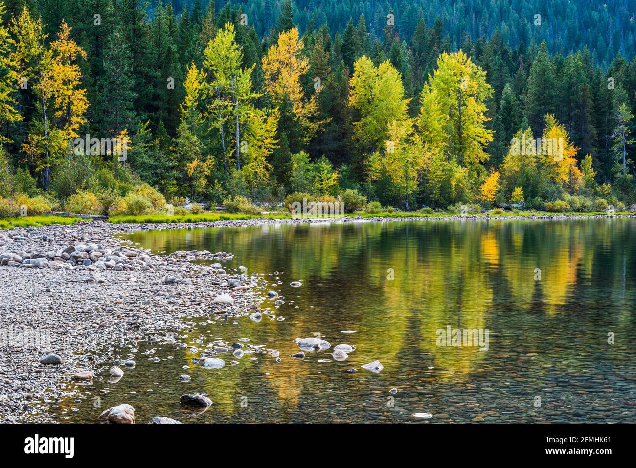 Fall colors in the forest along the shoreline of Lake Wenatchee in the ...