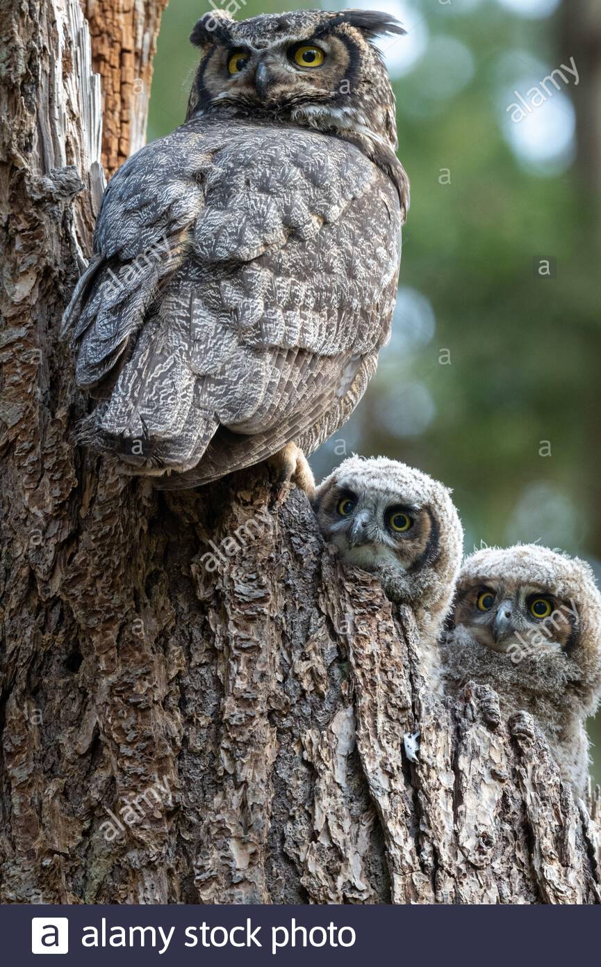 Owlets And Owl High Resolution Stock Photography and Images - Alamy