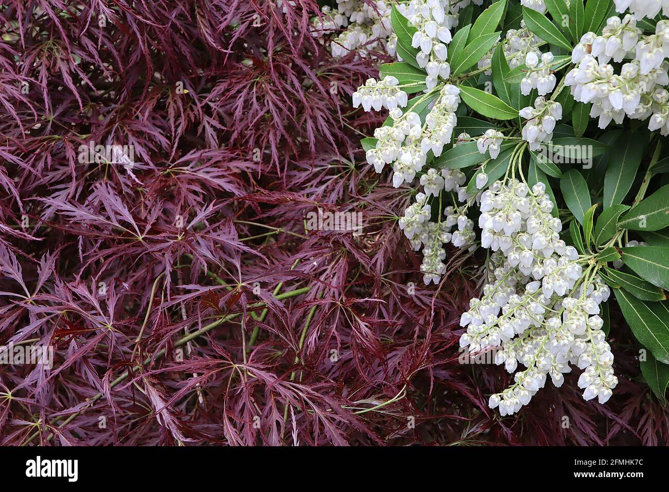 Pieris japonica ‘Temple Bells’ Japanese Andromeda Temple Bells – white ...