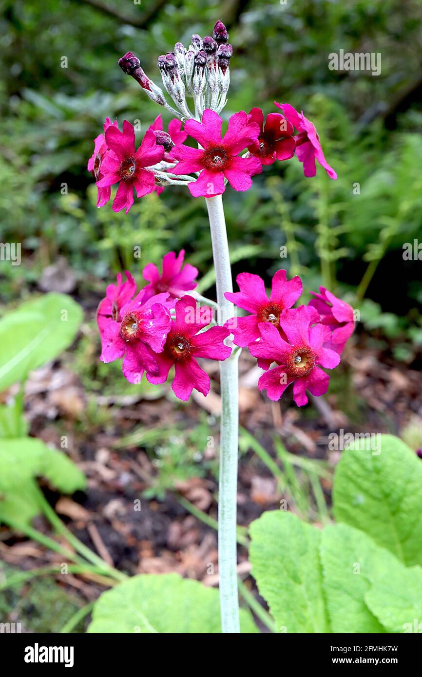 Primula pulverulenta mealy primrose - radial tiers of star-shaped deep ...