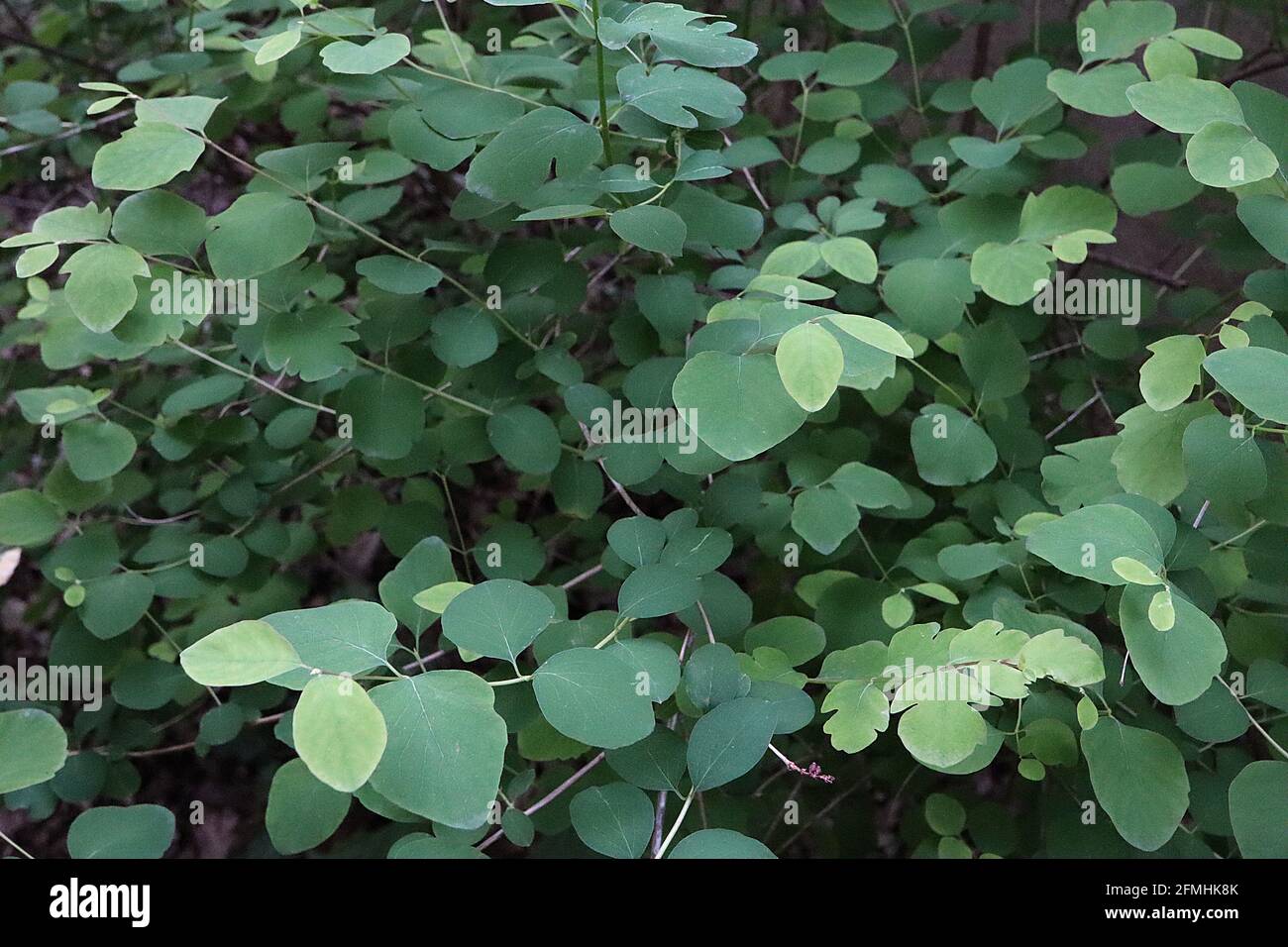 Symphoricarpos albus var. laevigatus leaves only common snowberry ...