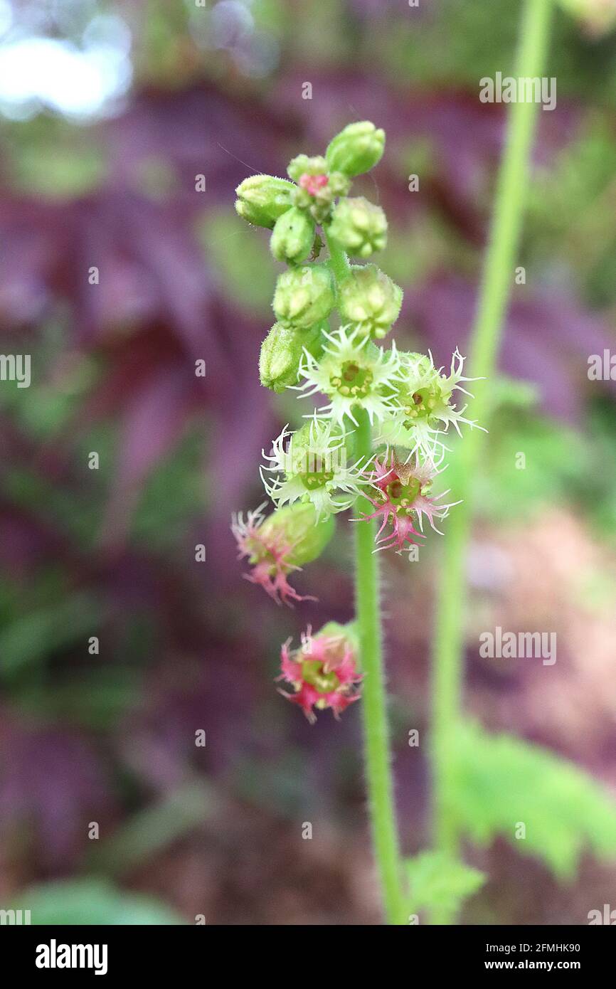 Tellima grandiflora ‘Forest Frost’ Fringecups Forest Frost – white and ...
