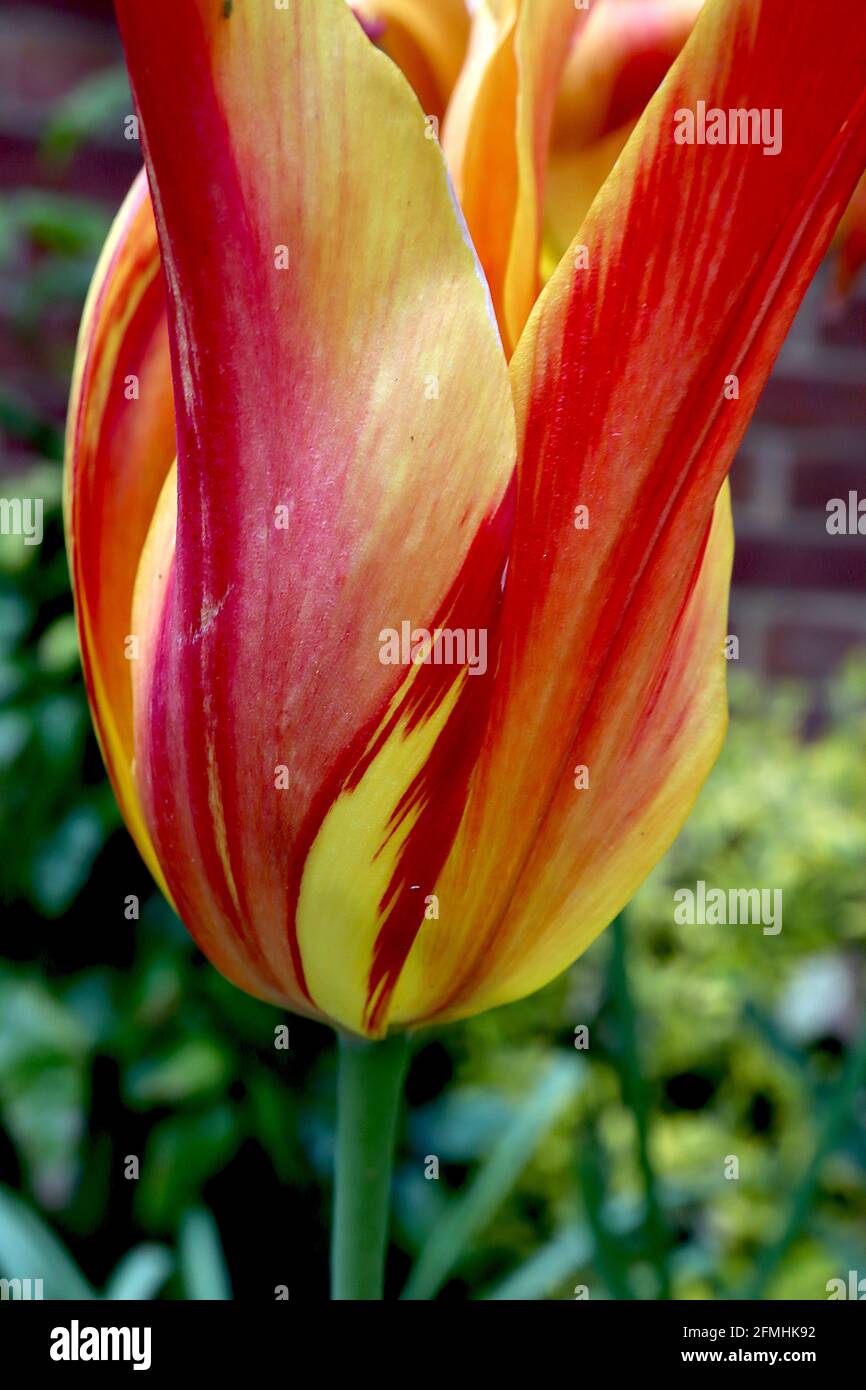 Aladdin Lily Tulip