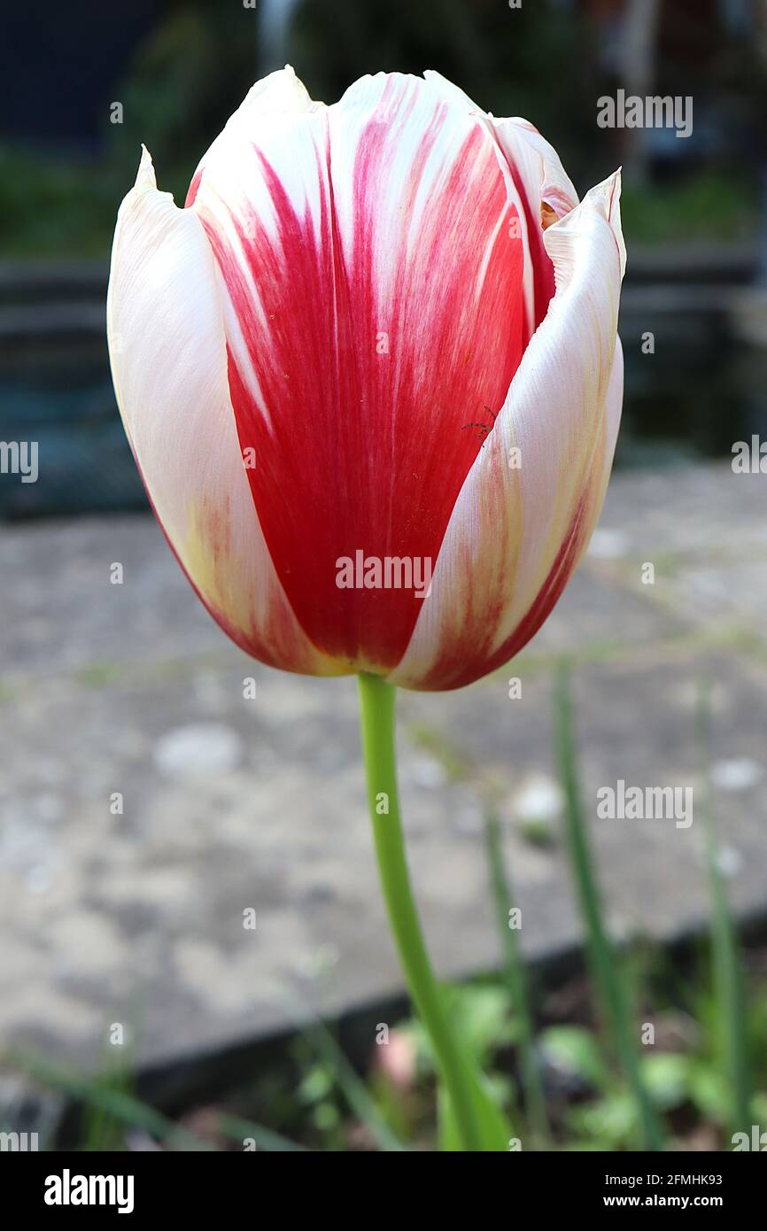 Tulipa ‘Happy Generation’ Triumph tulip 3 Happy Generation tulip ...
