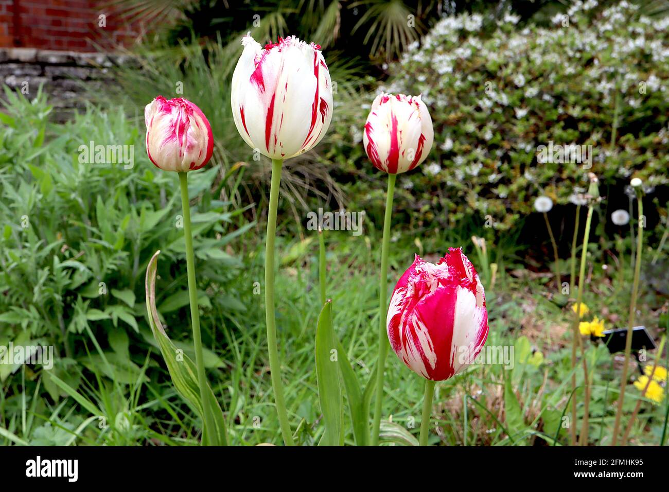 Tulipa ‘Carousel’ Single Late 5 Carousel tulip – fringed white flowers ...