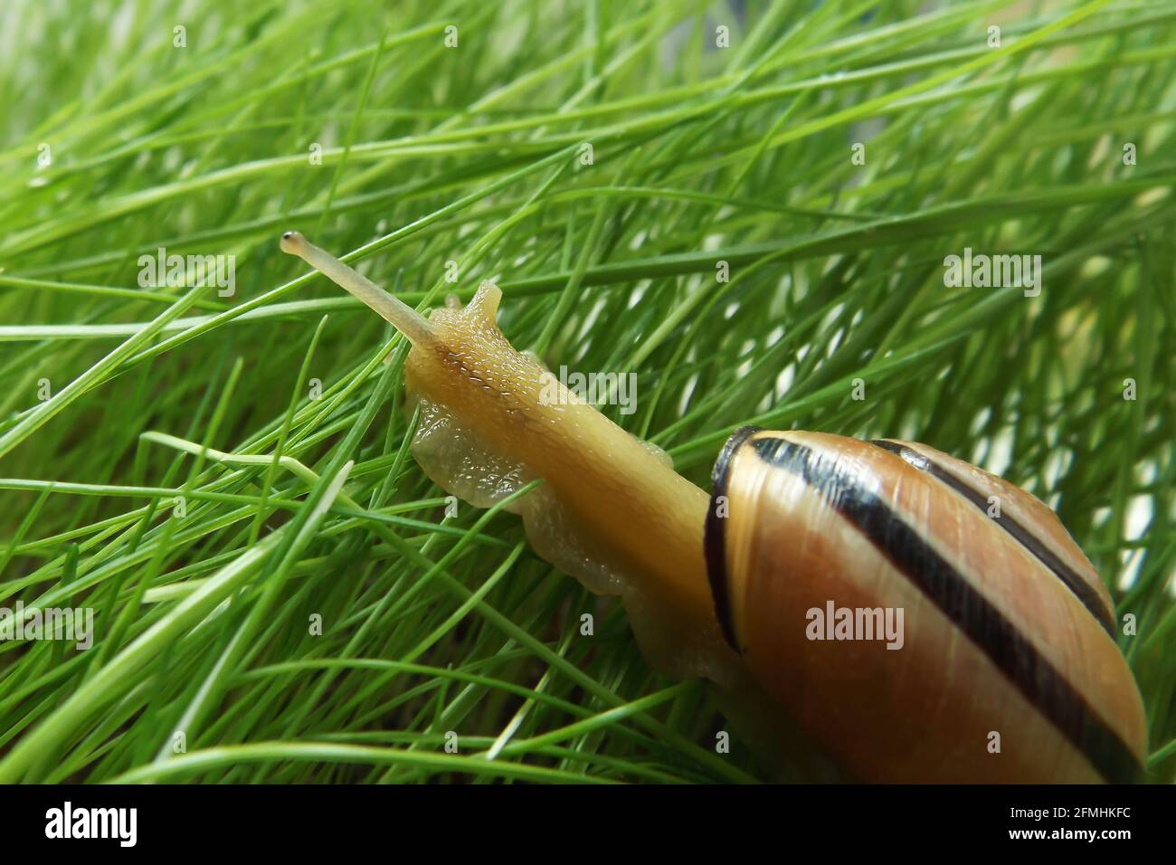 A snail on a green lawn. A small invertebrate gastropod crawling on the ...