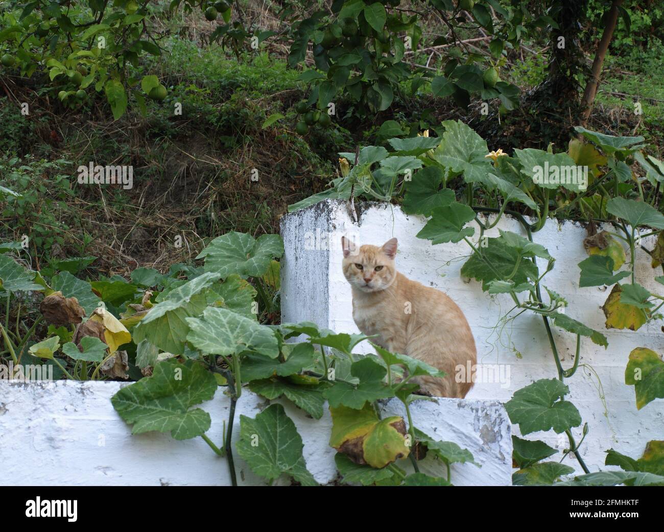 Large ginger cat sat on whitewashed wall in Karousades, Corfu, Greece ...