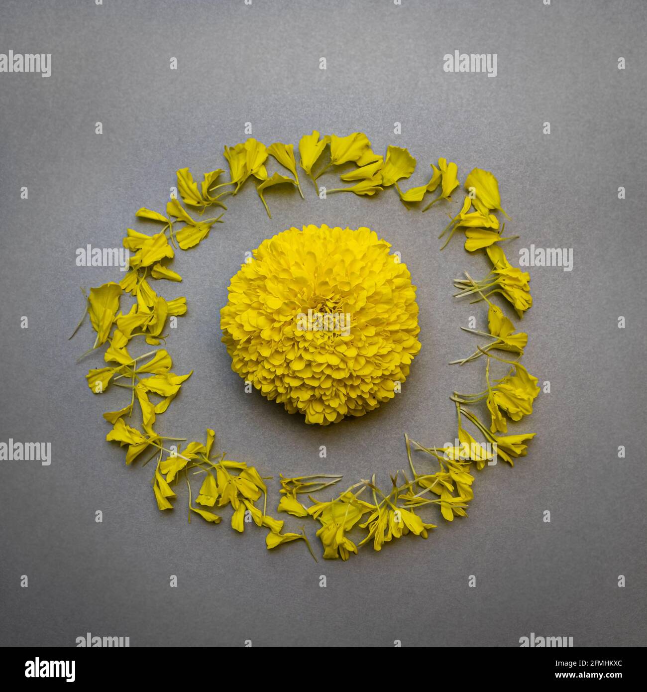 Top view of a yellow marigold with its petals forming a circle on a ...