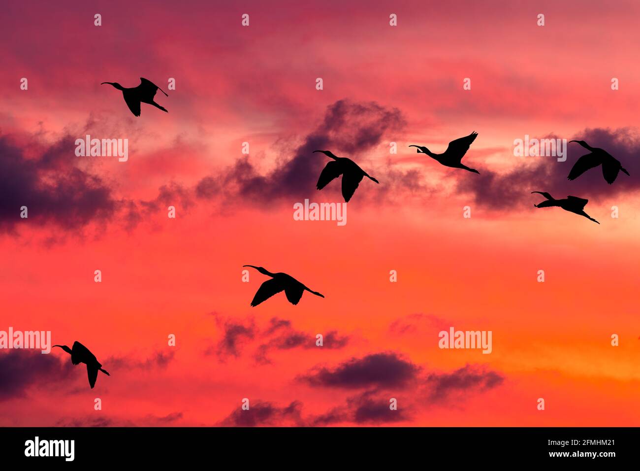 Birds Sunset Clouds