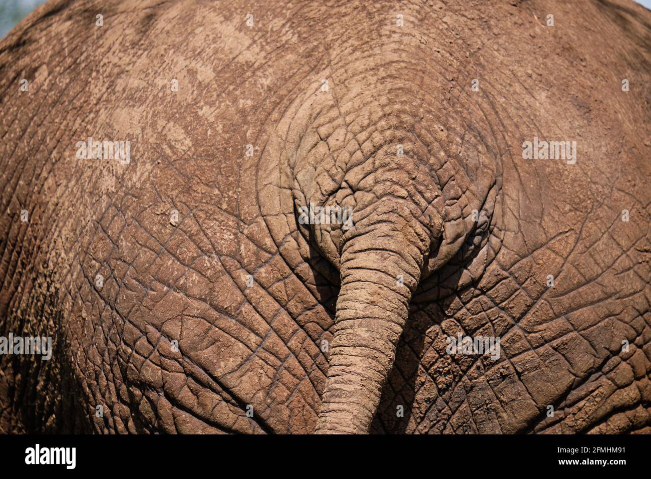 close up view of rear and tail of elephant Stock Photo - Alamy