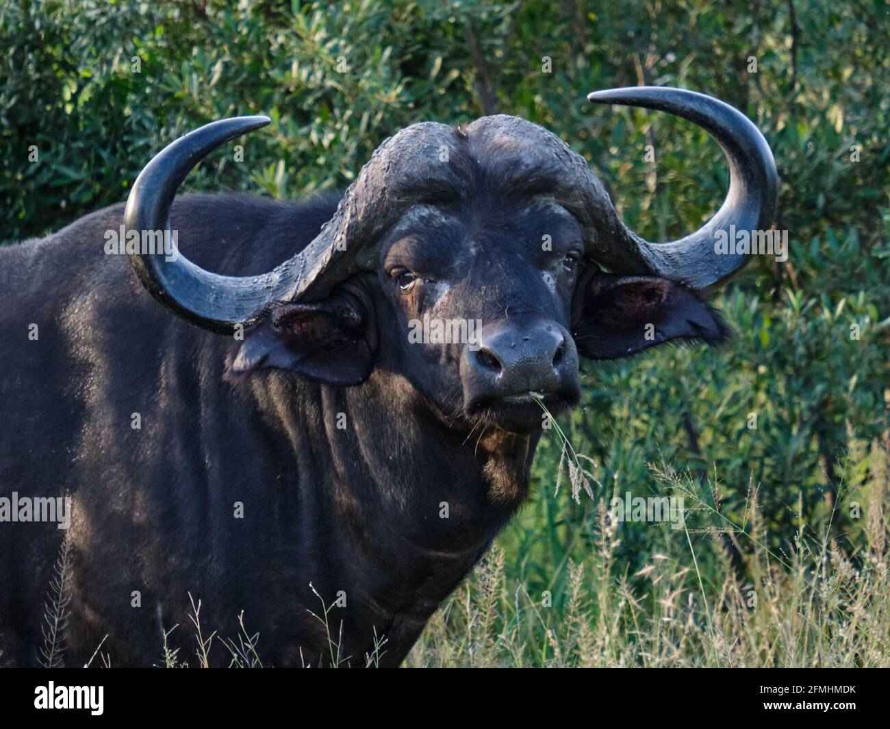 Twig in mouth hi-res stock photography and images - Alamy