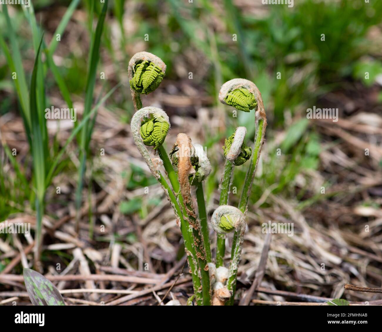 Adirondack fern hi-res stock photography and images - Alamy