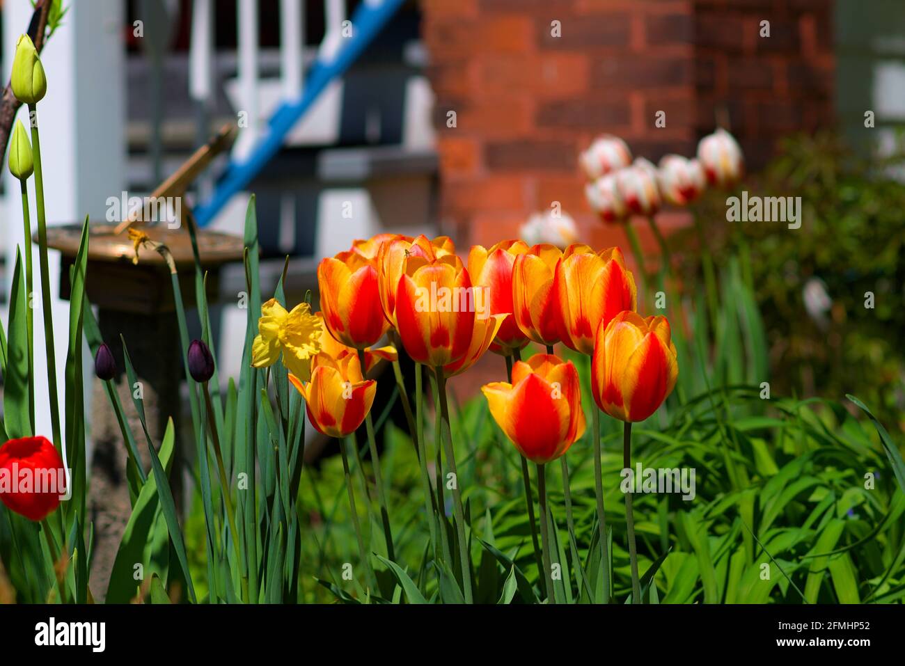 Yellow / red tulips (unknown cultivar) blooming in a Glebe garden in ...