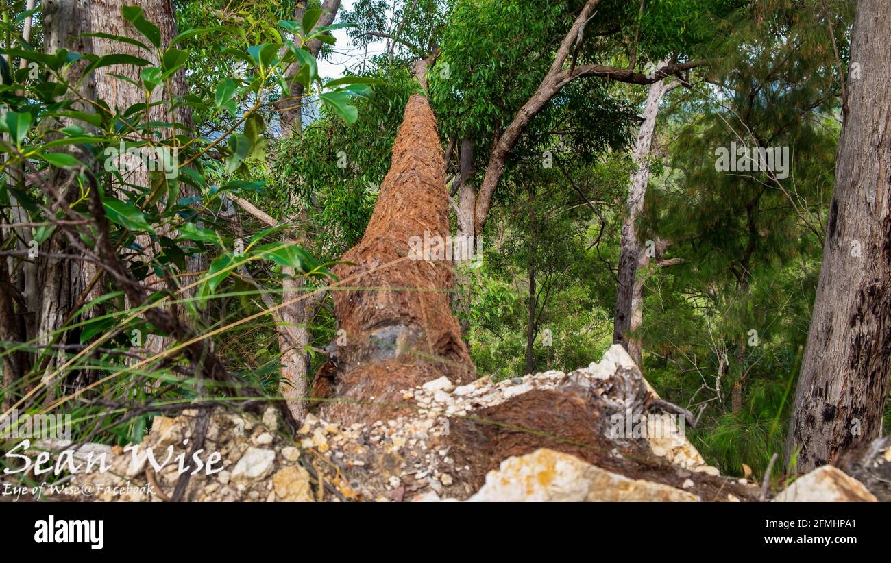 Stringy bark tree hi-res stock photography and images - Alamy