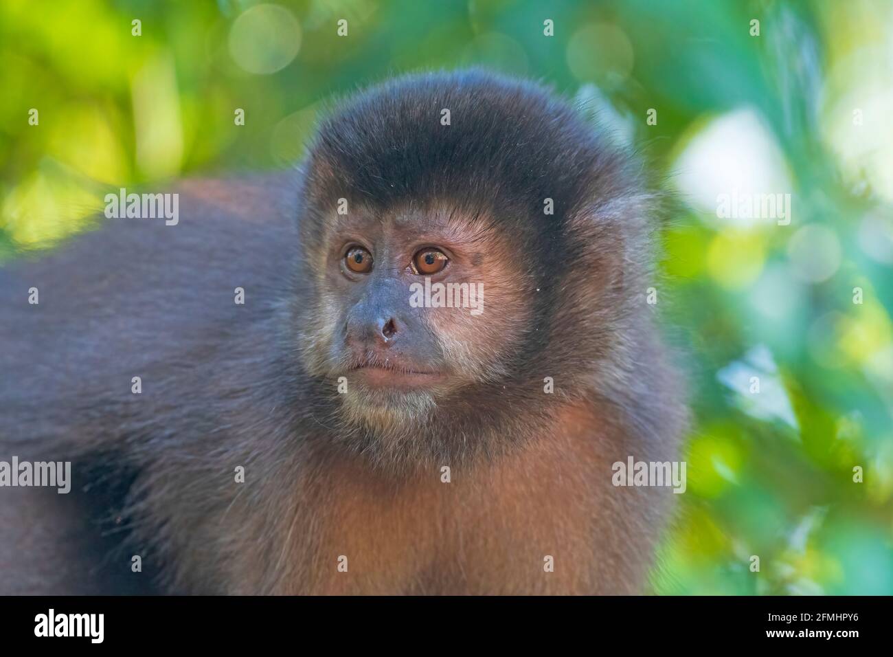 Capuchin monkey in the Tropics in Iguazu Falls National Park in ...