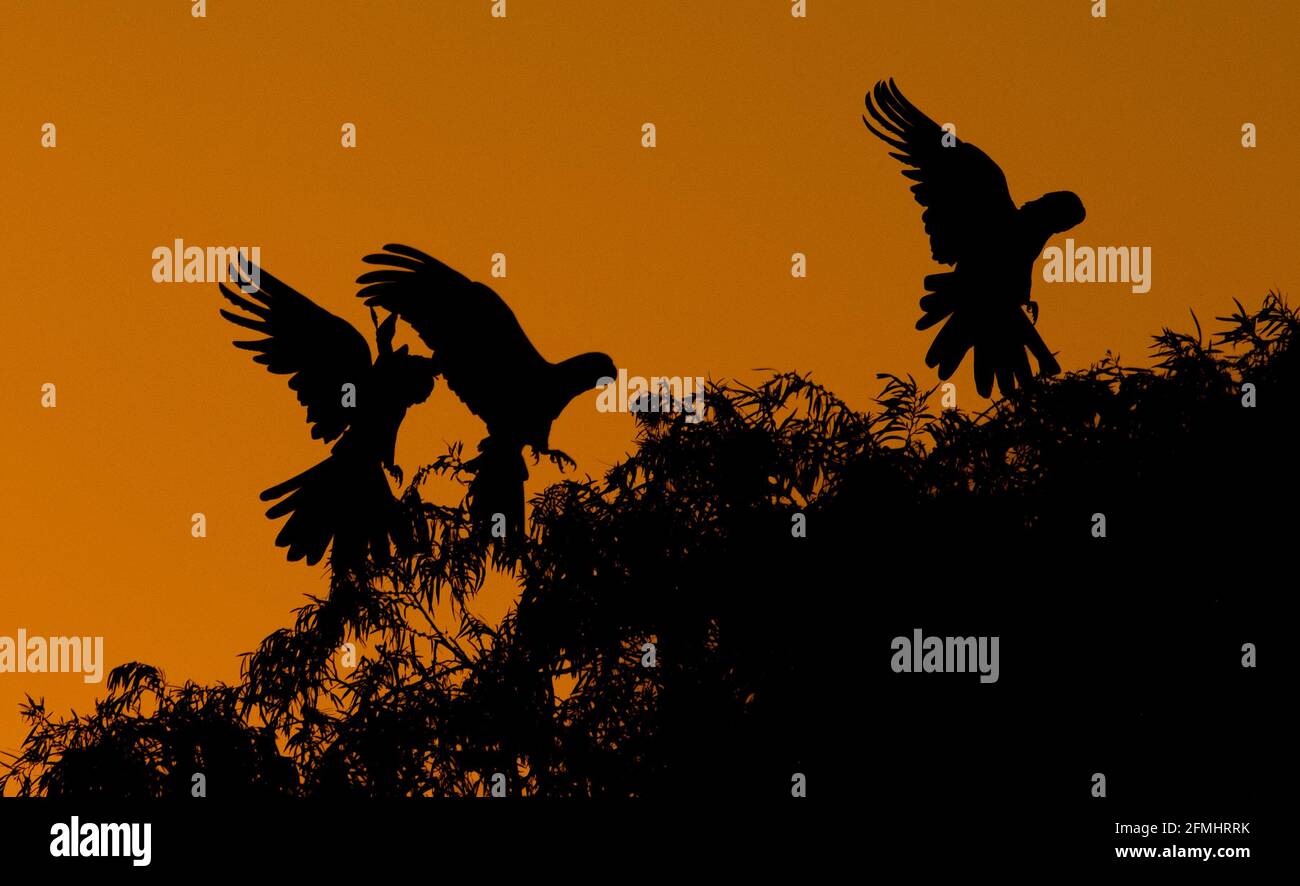 Coming home to roost: cockatoos incoming Stock Photo - Alamy