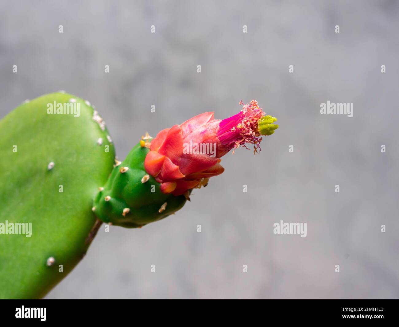 Close-up small beautiful growing red cactus flower buds on green cactus ...