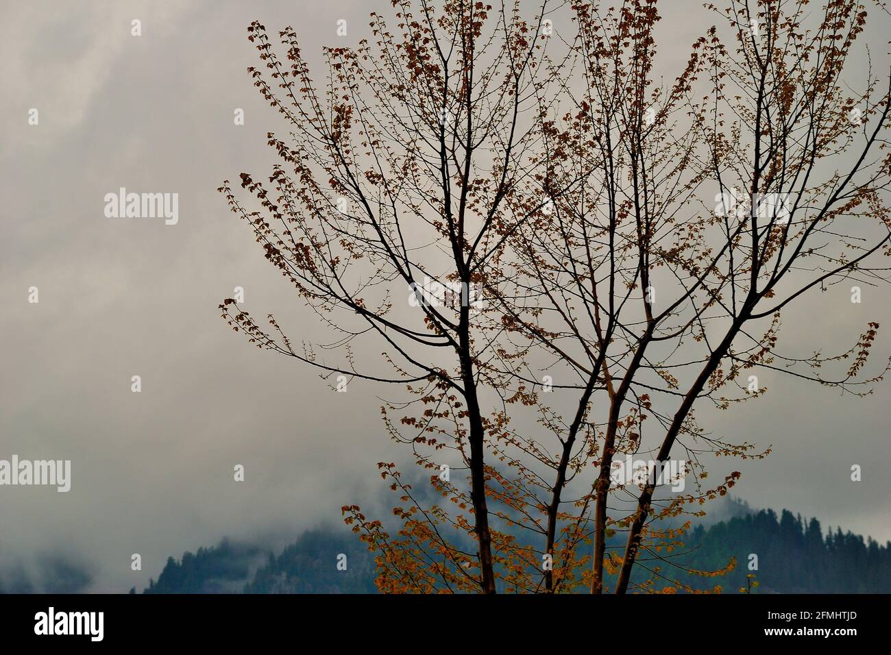 Tree in the backyard of the hotel, Pahalgam, Jammu & Kashmir, India ...
