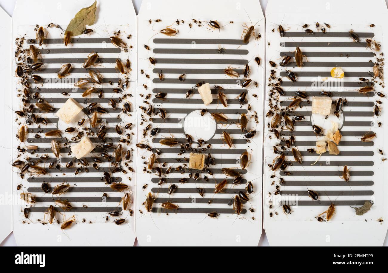 top view traps with lots of cockroaches catched Stock Photo - Alamy
