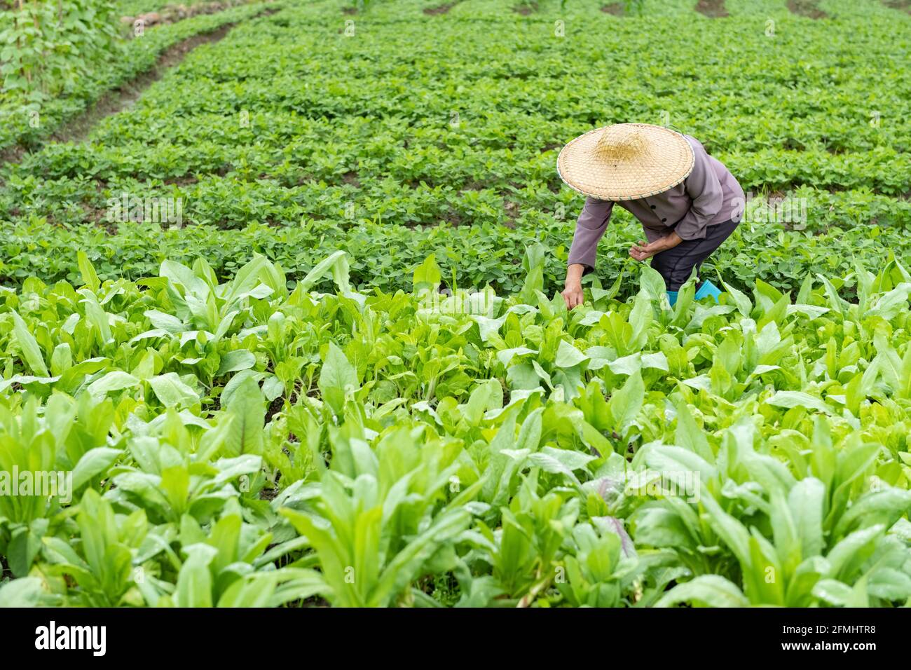lady checking the vegetable on the farm Stock Photo - Alamy