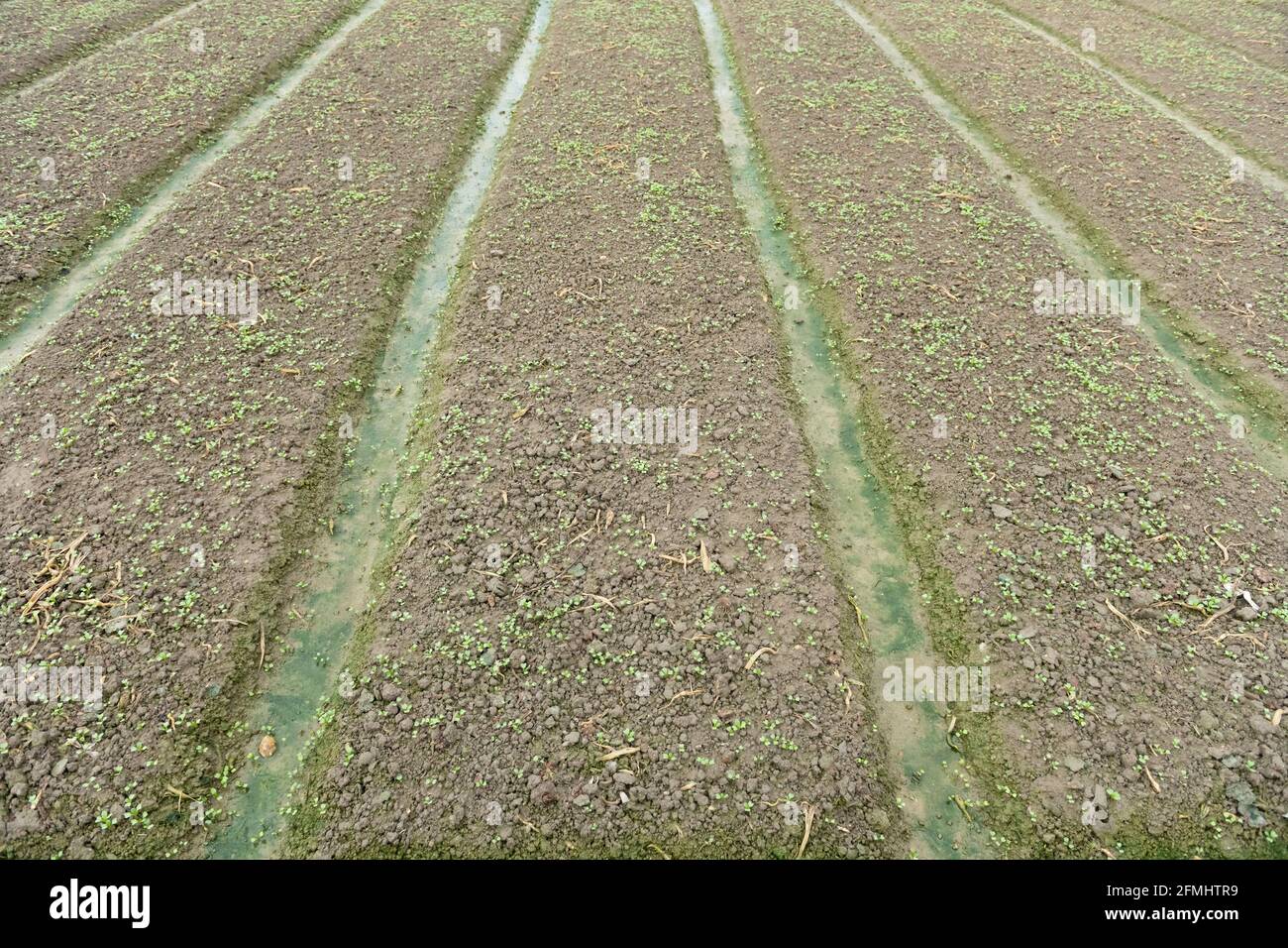 cultivated field ready for sowing Stock Photo - Alamy