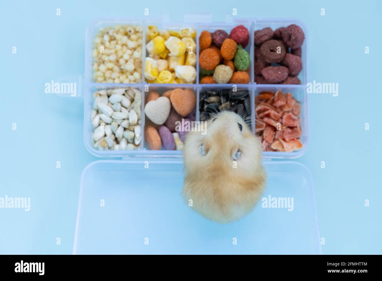 top view child hamster on a box with various food Stock Photo - Alamy