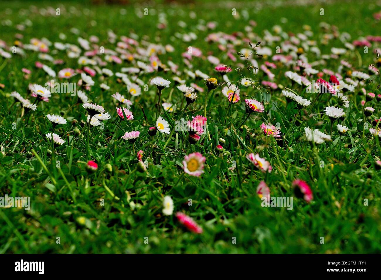 Field of flowers in Pink, White and Red, Pahalgam, Jammu & Kashmir ...
