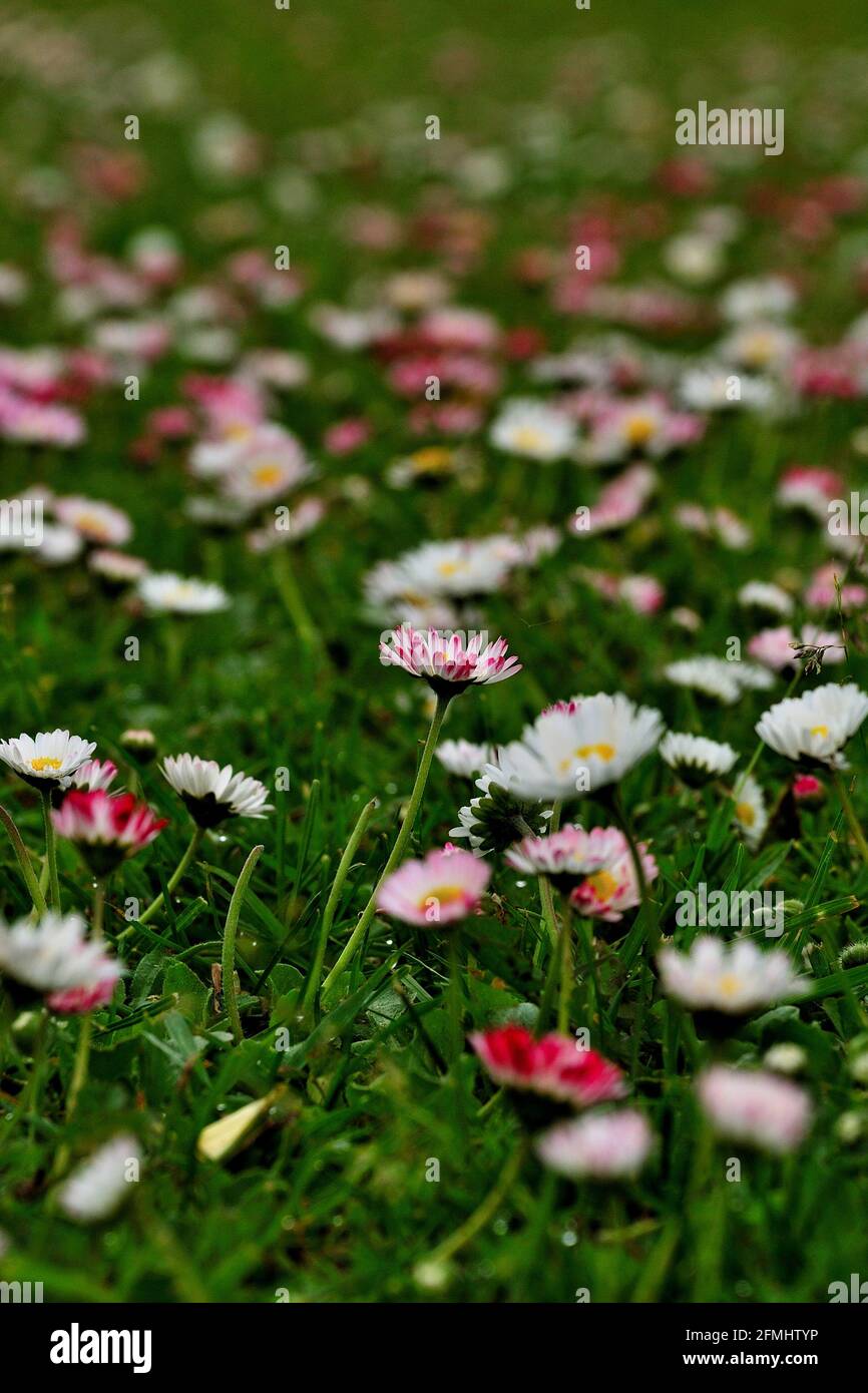 Field of flowers in Pink, White and Red, Pahalgam, Jammu & Kashmir ...