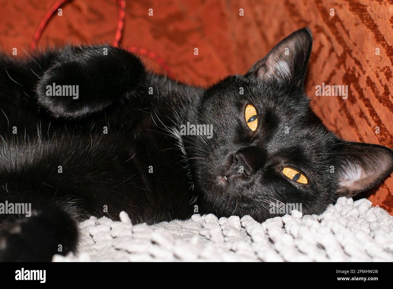 calm eyes of a beautiful, peaceful, contented black cat Stock Photo - Alamy