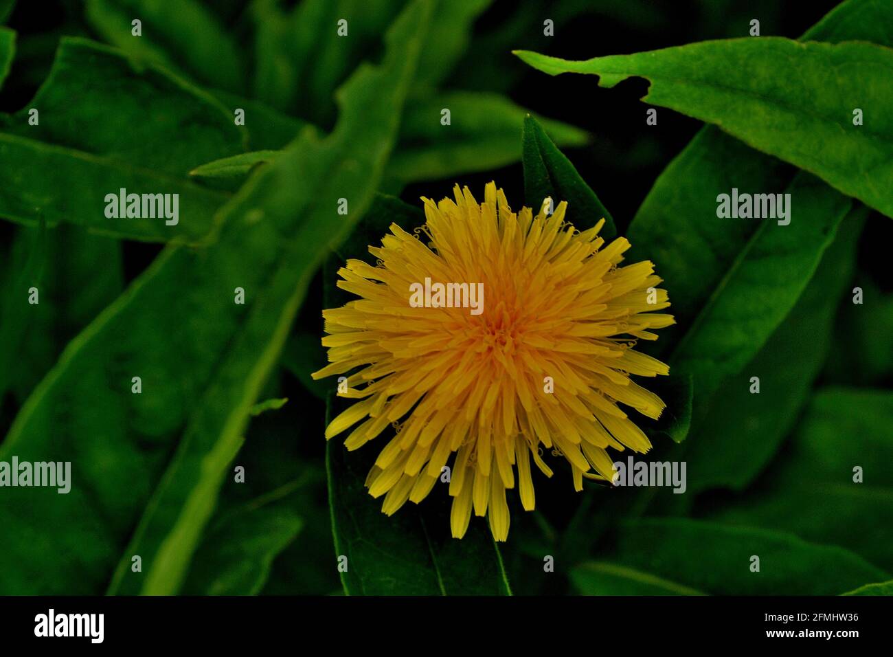 Yellow Dandelion Flower in the garden, Pahalgam, Jammu & Kashmir, India ...