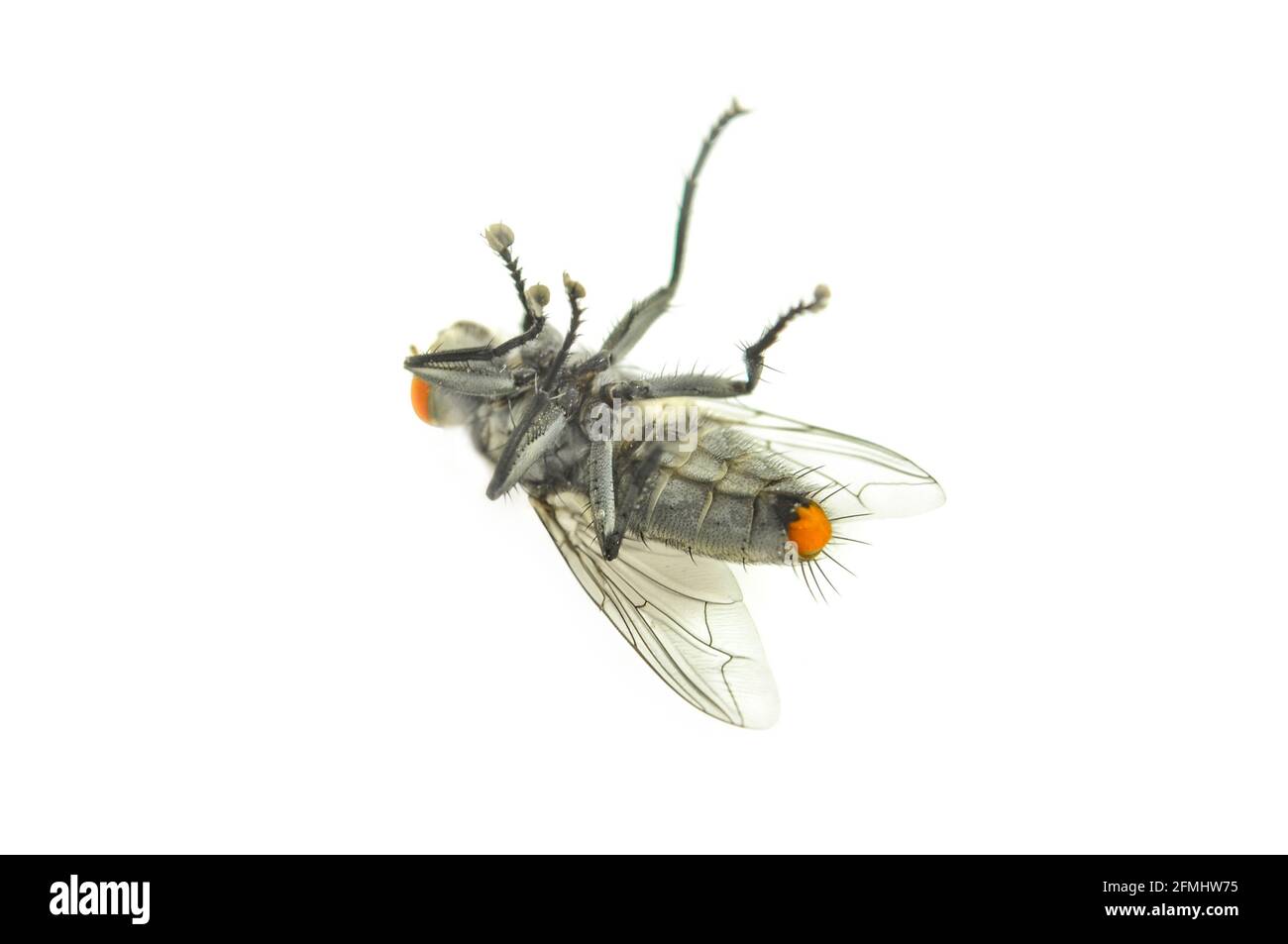 fly isolated on a white Stock Photo - Alamy