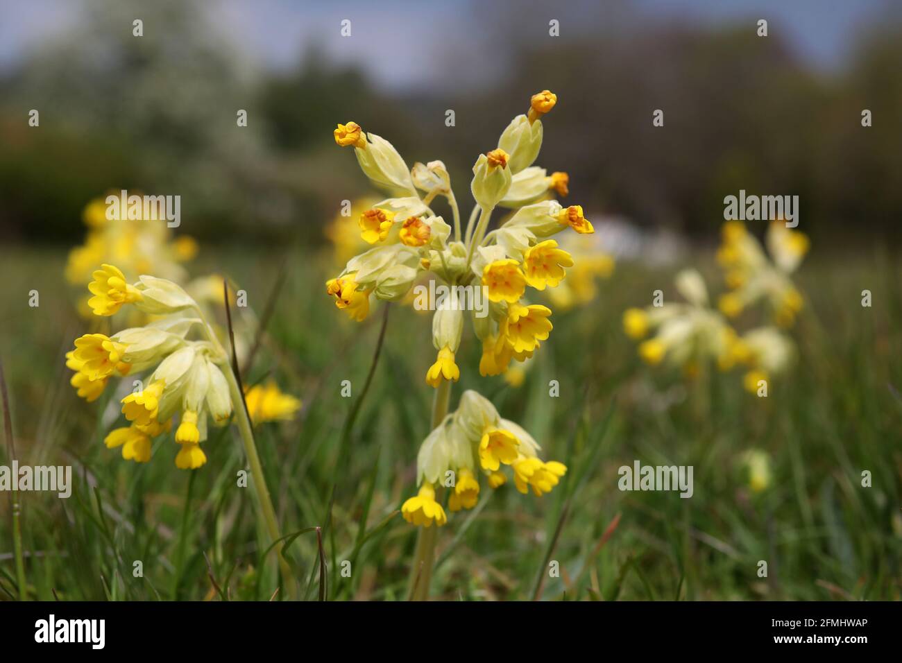 Downland plant hi-res stock photography and images - Alamy