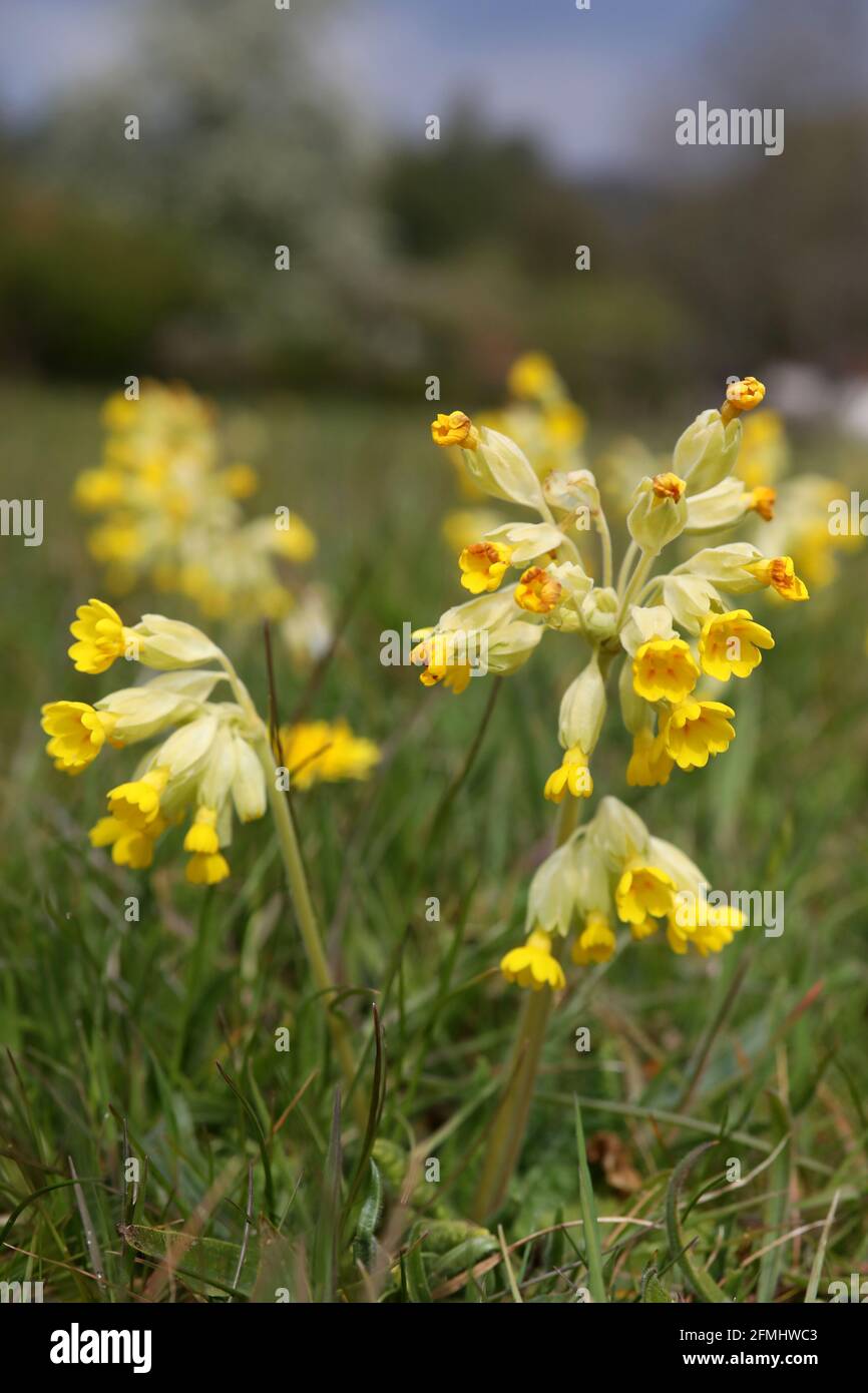 Cowslip, (Primula veris) pictured in a field at the Weald and Downland ...