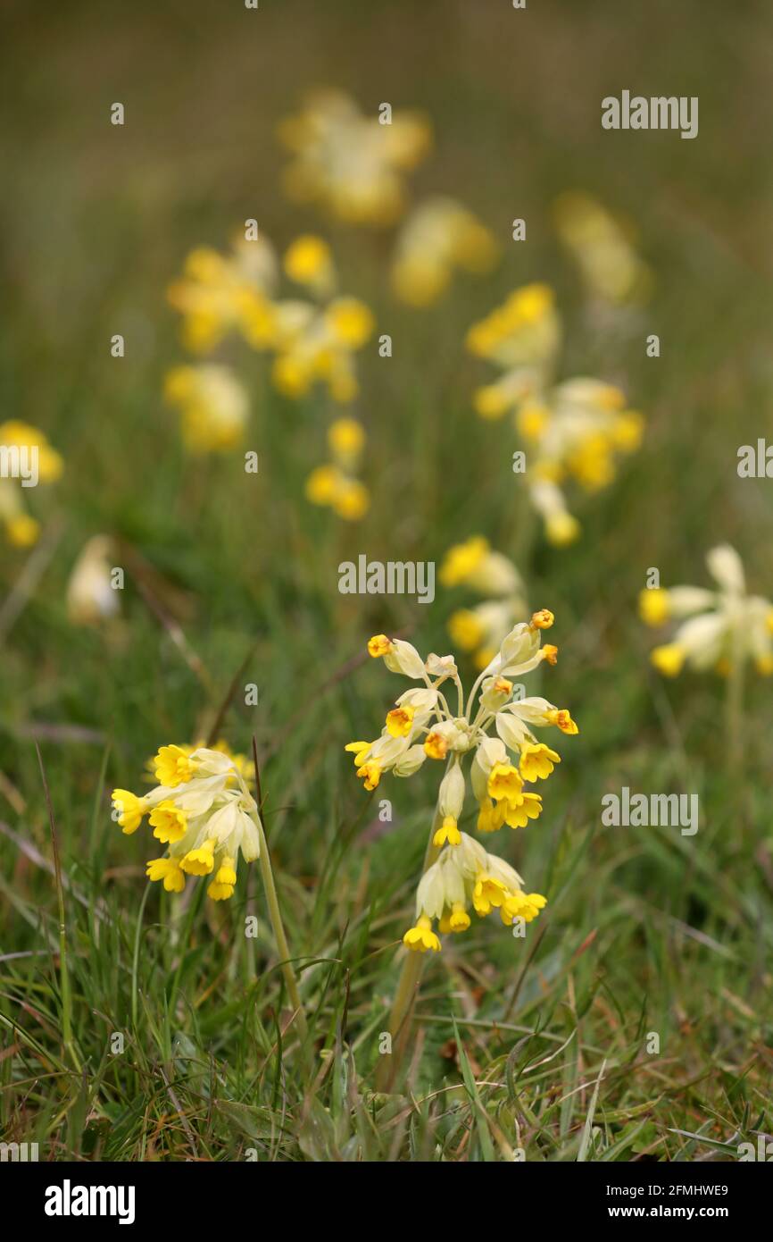 Cowslip, (Primula veris) pictured in a field at the Weald and Downland ...