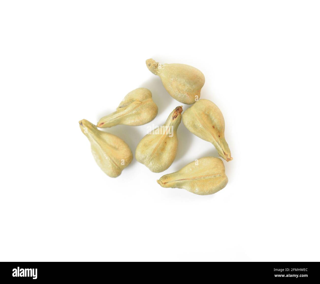 Grape seed on white background Stock Photo - Alamy