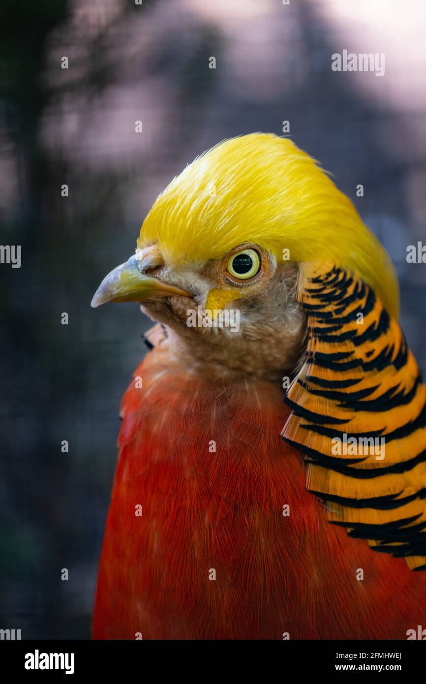 Beautiful golden pheasant hi-res stock photography and images - Alamy